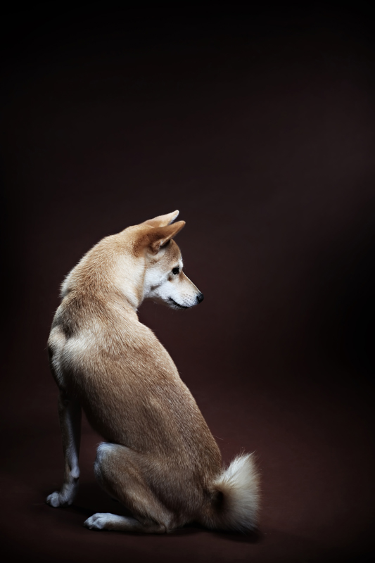 International Photography Awards » William Chua Photography