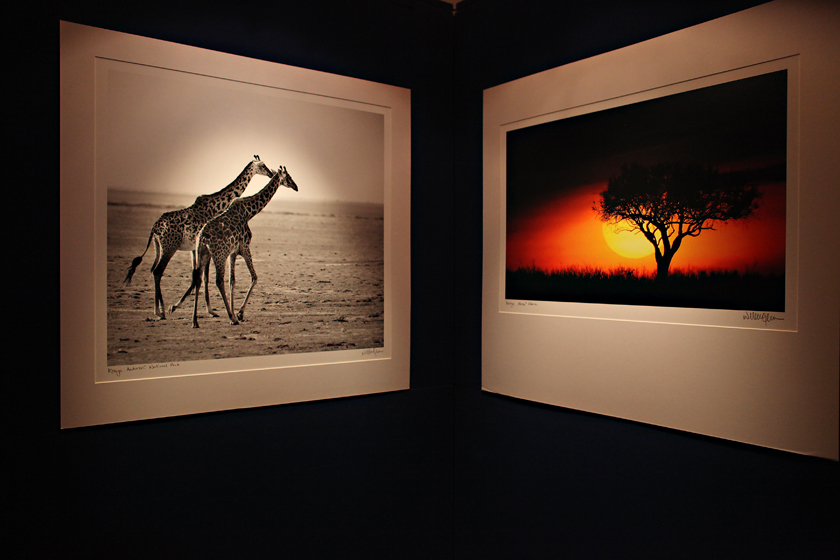 Wildlife Photo exhibition at Raffles Hotel » William Chua Photography