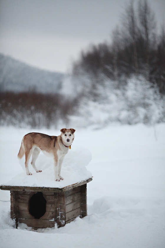 Aurora Borealis ( william chua photography) » William Chua Photography