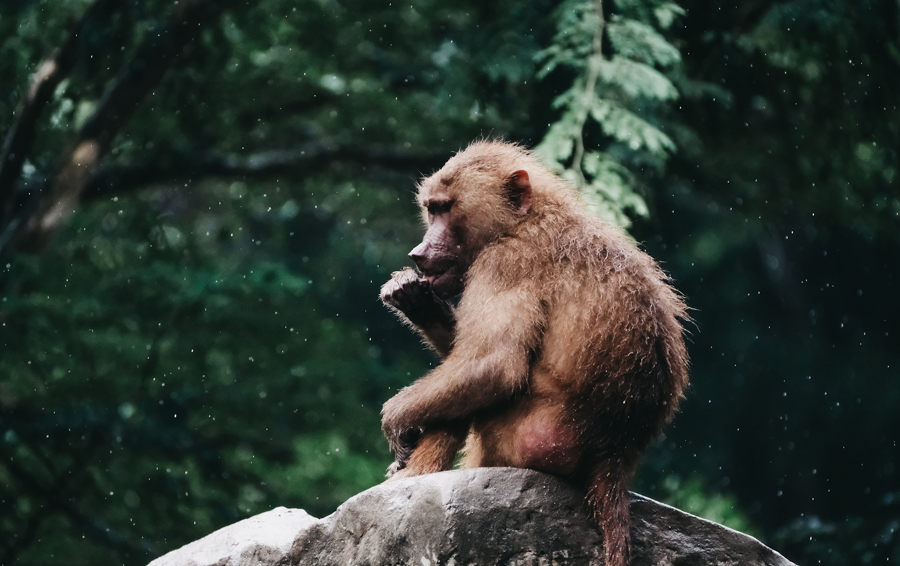 Wildlife Photography Workshop in the Zoo (completed) » William Chua ...