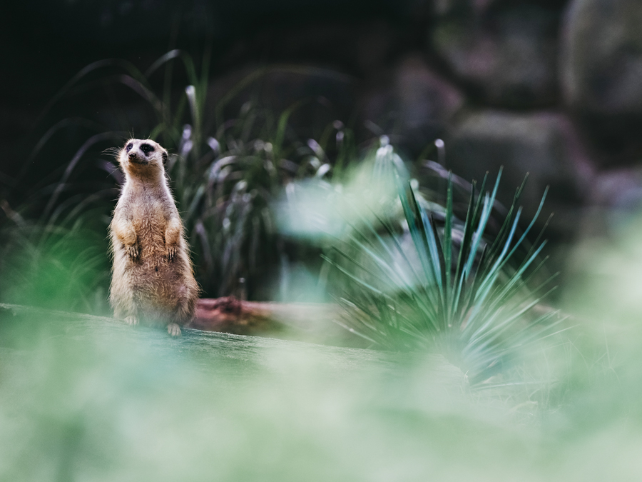 Wildlife Photography Workshop in the Zoo (completed) » William Chua ...