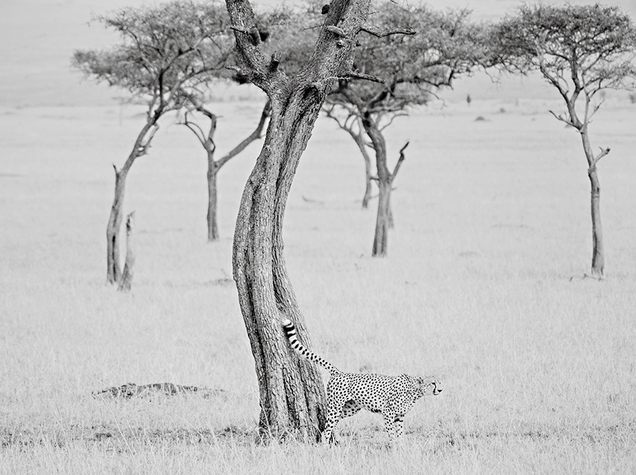 Masai Mara Wildlife Photography Workshop August 2024 02/08/2024 to 11 ...