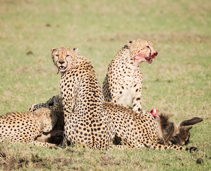 Masai Mara Wildlife Photography Workshop August 2024 02/08/2024 to 11 ...