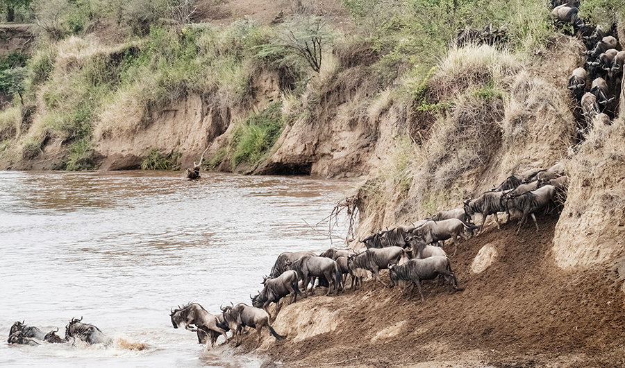Masai Mara Wildlife Photography Workshop August 2024 02/08/2024 to 11 ...