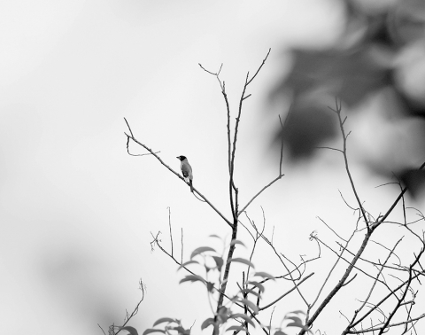 Fujifilm GF 250mm F4 R LM OIS WR medium format lens » William Chua ...