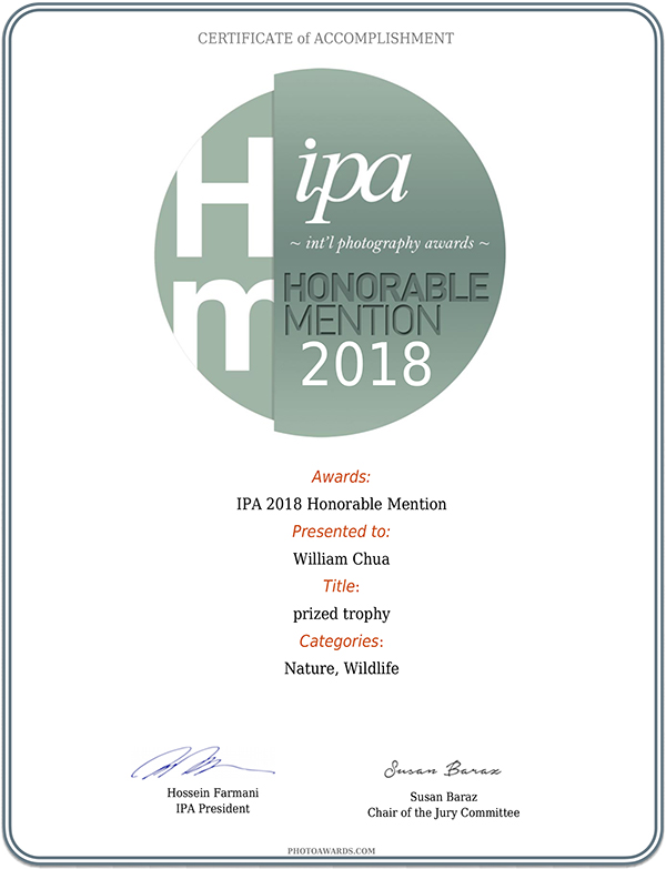 IPA Award 2018 » William Chua Photography